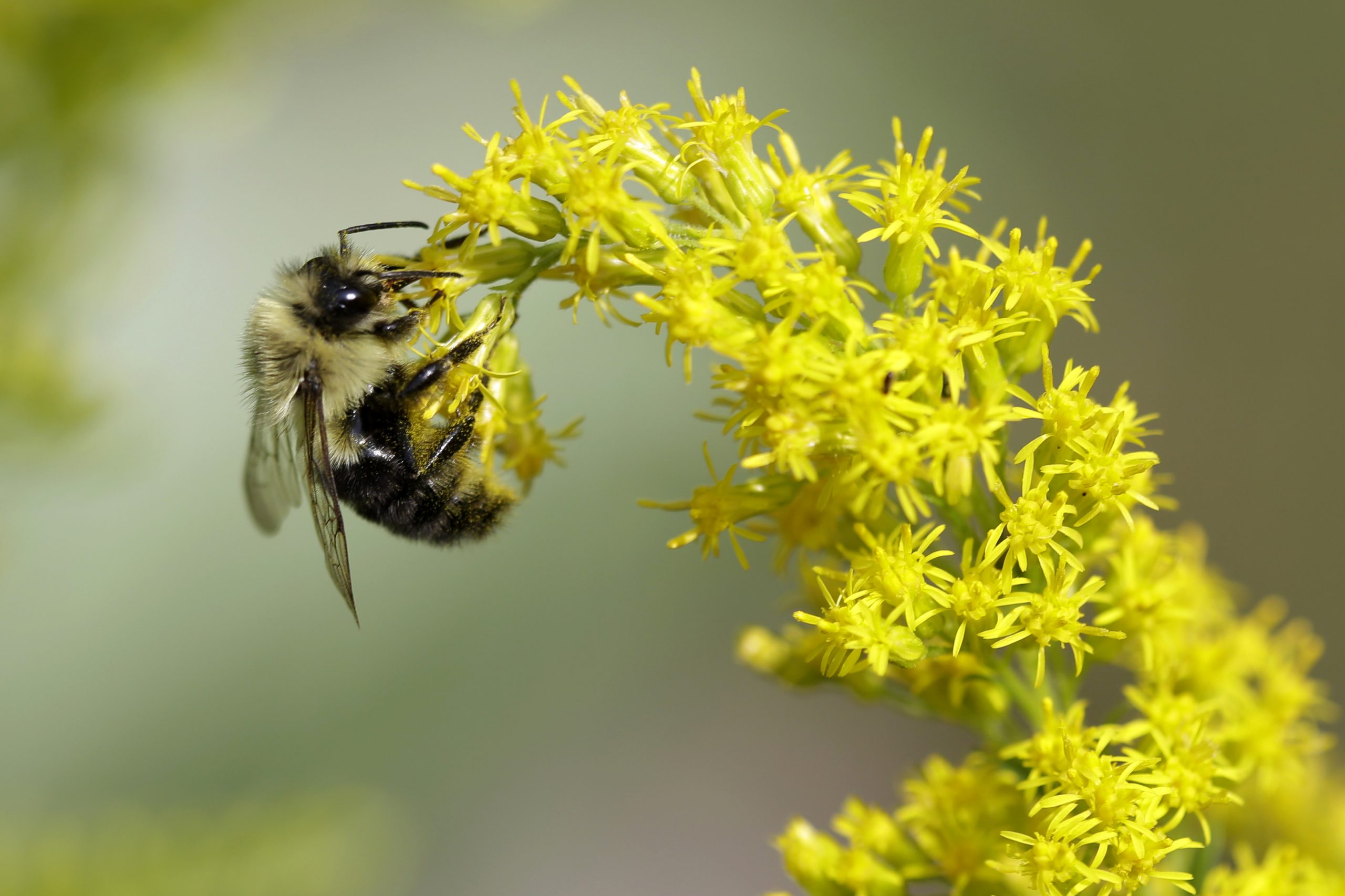 Warmer temps bring high pollen count | News, Sports, Jobs - Observer Today